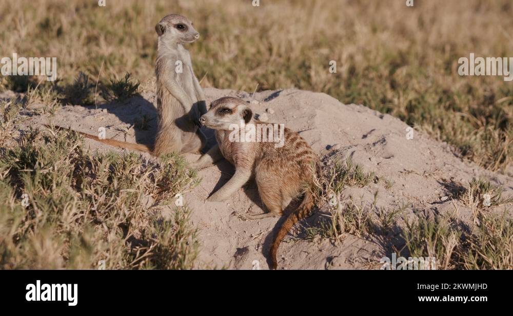 Sleeping animals humour Stock Videos & Footage - HD and 4K Video Clips ...