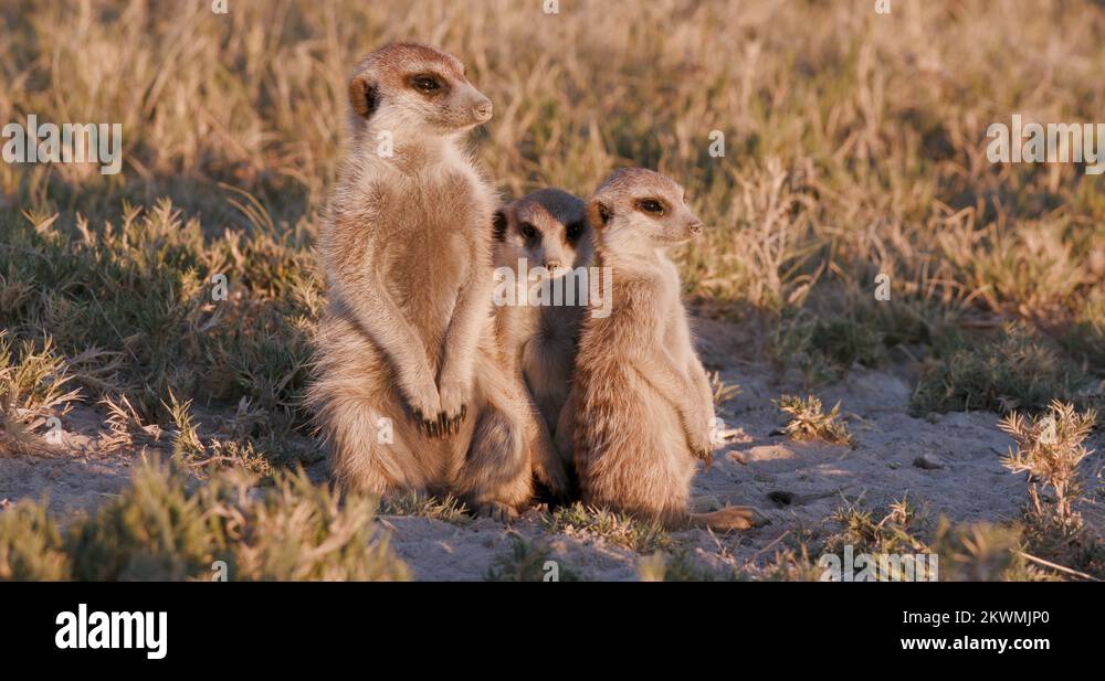 Adult baby animal Stock Videos & Footage - HD and 4K Video Clips - Alamy