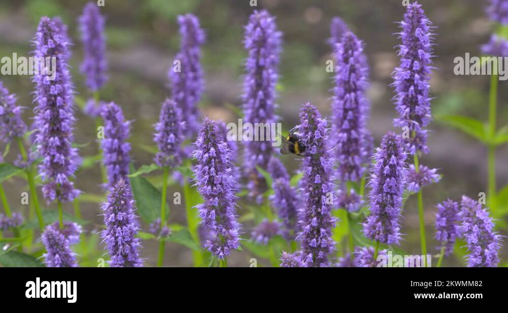 Blue giant hyssop agastache foeniculum Stock Videos & Footage - HD and ...