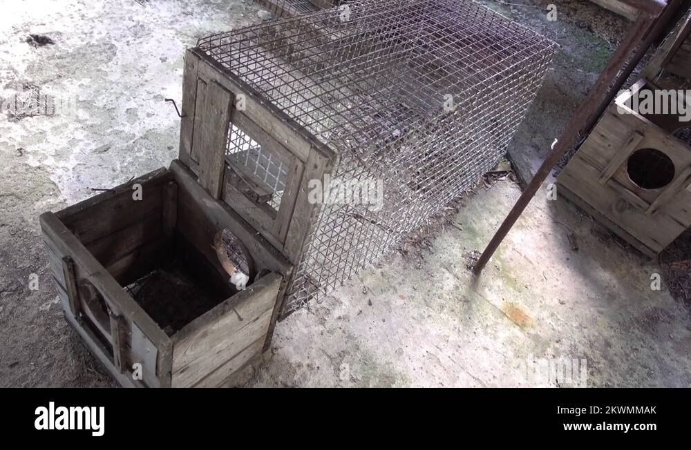 Animal installation Stock Videos & Footage - HD and 4K Video Clips - Alamy