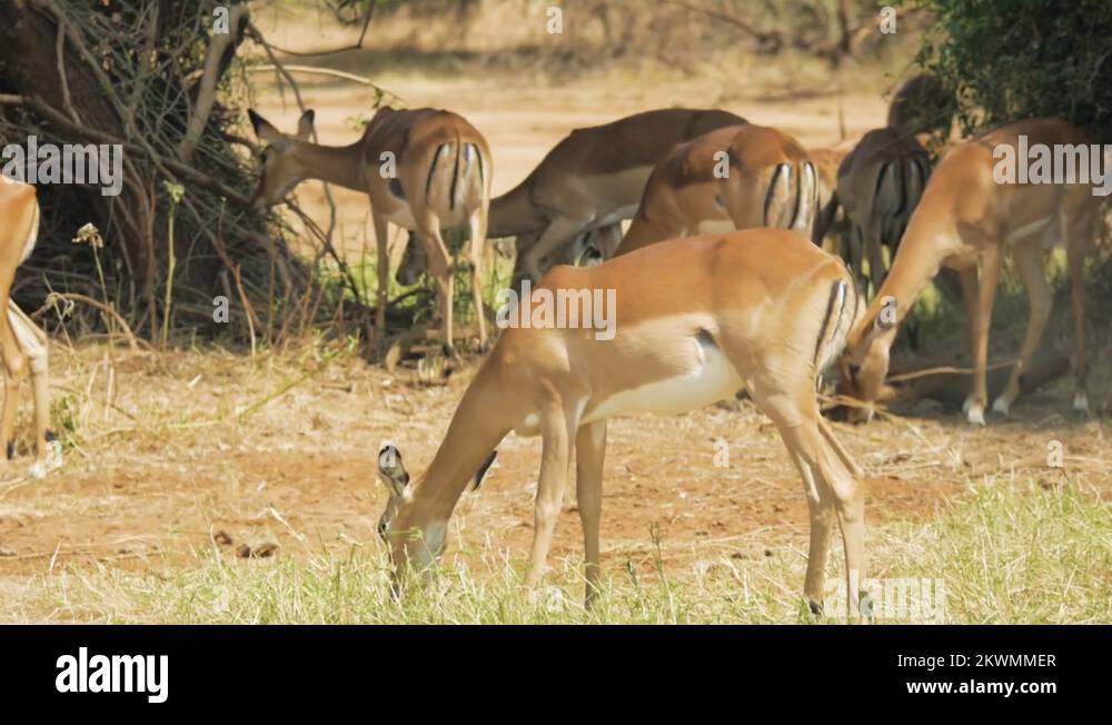 Female impala Stock Videos & Footage - HD and 4K Video Clips - Alamy