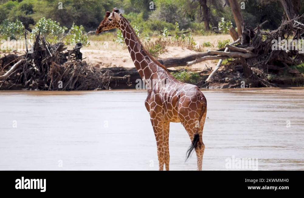 River neck Stock Videos & Footage - HD and 4K Video Clips - Alamy