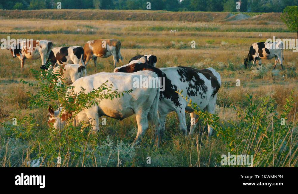 Cow mounting Stock Videos & Footage - HD and 4K Video Clips - Alamy