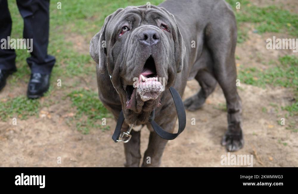 Italian mastiff cane corso Stock Videos & Footage - HD and 4K Video ...