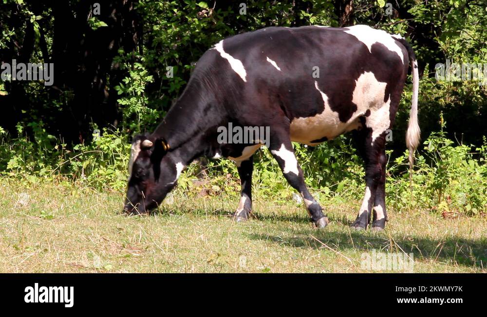 Defecating cow Stock Videos & Footage - HD and 4K Video Clips - Alamy
