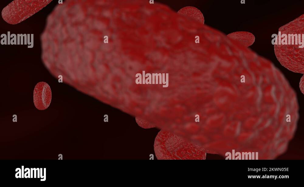 Animal artery Stock Videos & Footage - HD and 4K Video Clips - Alamy