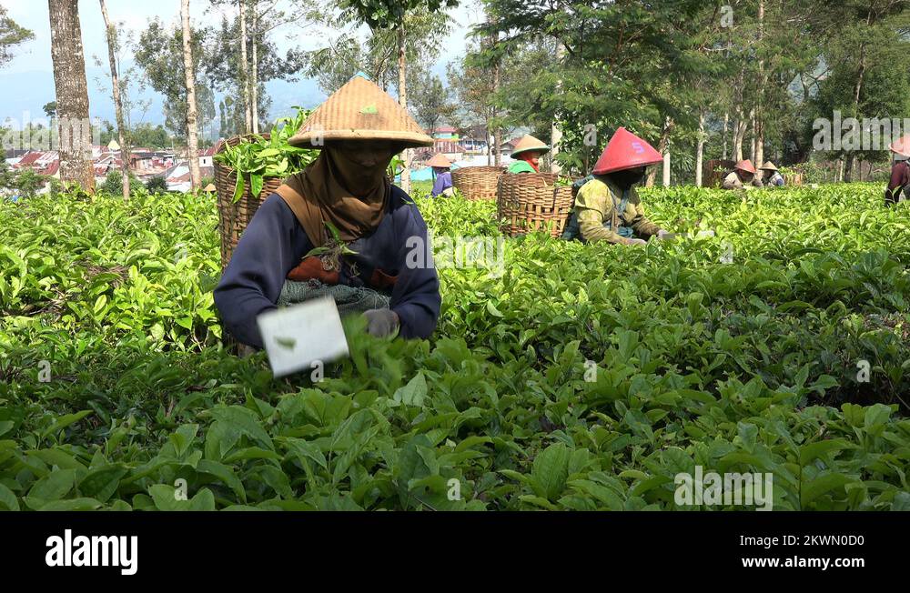 Rural indonesia agriculture Stock Videos & Footage - HD and 4K Video ...