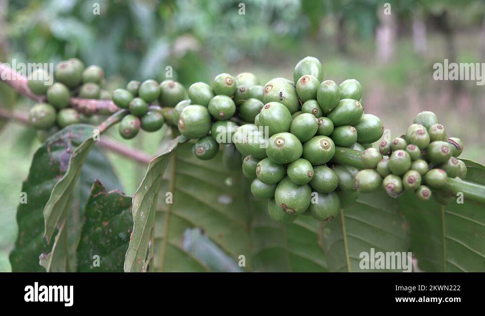 Java indonesia coffee plantation Stock Videos & Footage - HD and 4K ...