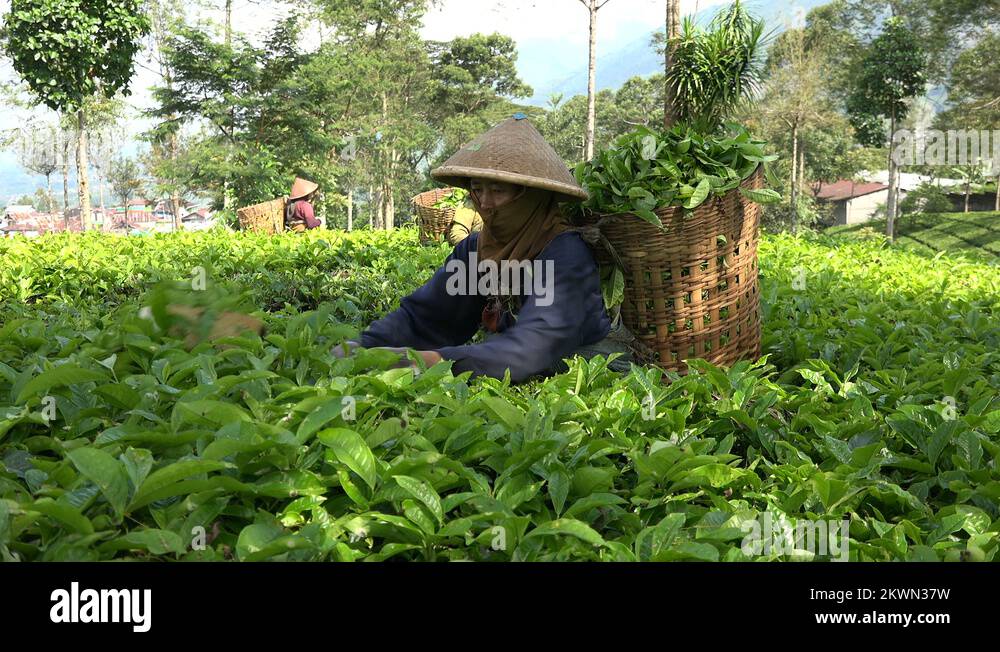 Women at work picking tea leaves on farm in Java, rural Indonesia Stock ...