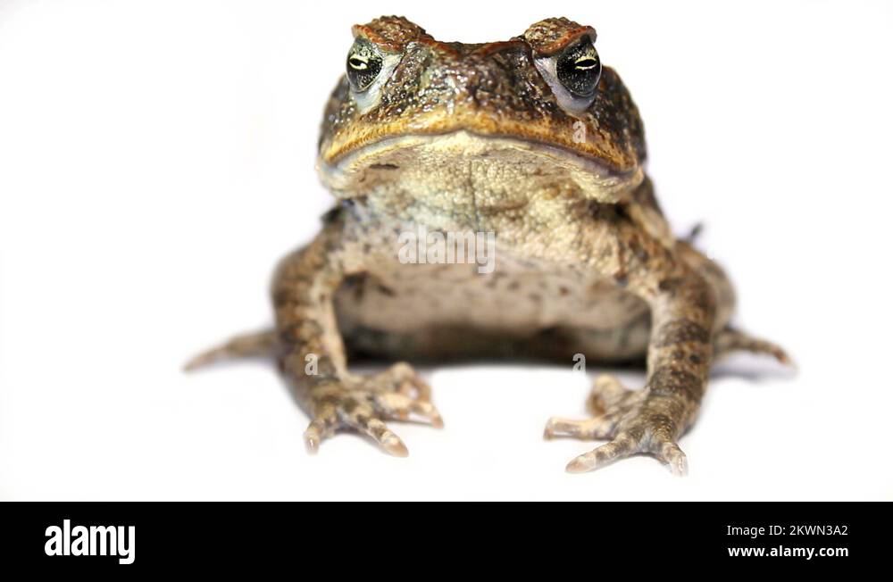 Giant cane toad Stock Videos & Footage - HD and 4K Video Clips - Alamy