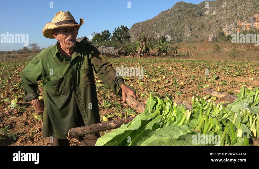 Portrait of farmer smoking cigar Stock Videos & Footage - HD and 4K ...
