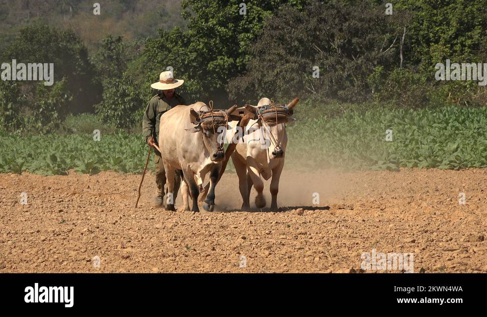 Poverty walks Stock Videos & Footage - HD and 4K Video Clips - Alamy