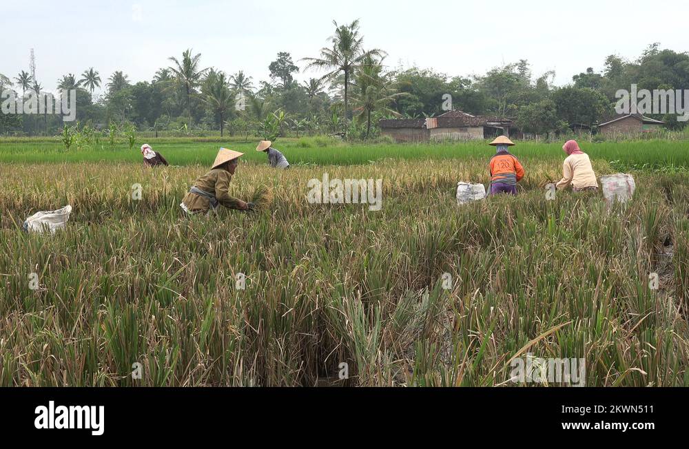 Village labor Stock Videos & Footage - HD and 4K Video Clips - Alamy