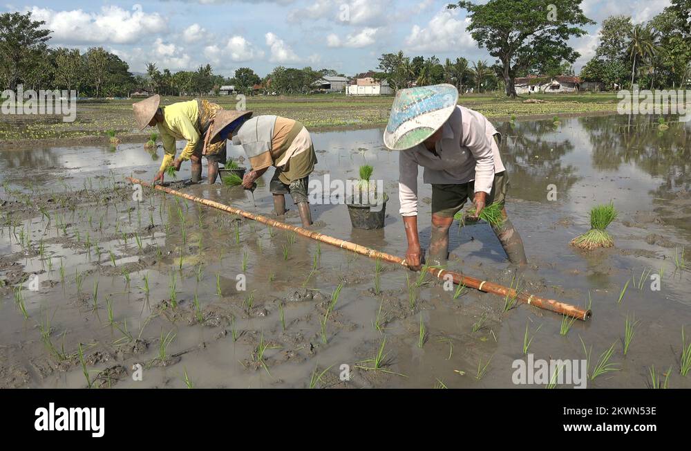 Traditional farmers stick Stock Videos & Footage - HD and 4K Video ...