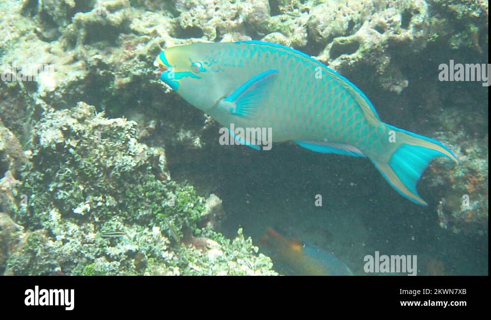 Parrot conservation Stock Videos & Footage - HD and 4K Video Clips - Alamy