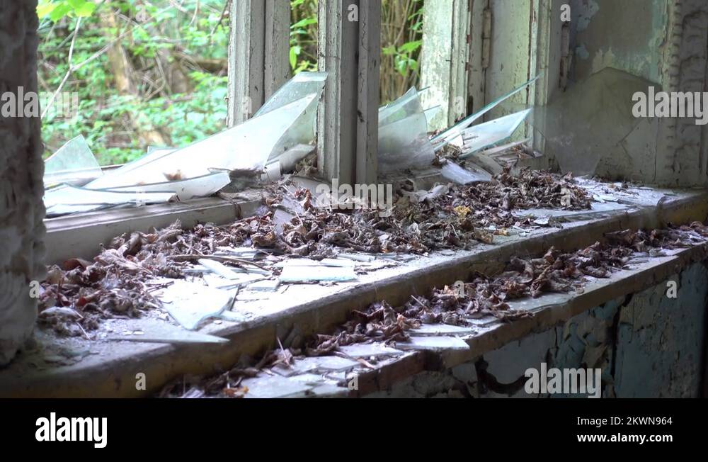 Chip in window Stock Videos & Footage - HD and 4K Video Clips - Alamy