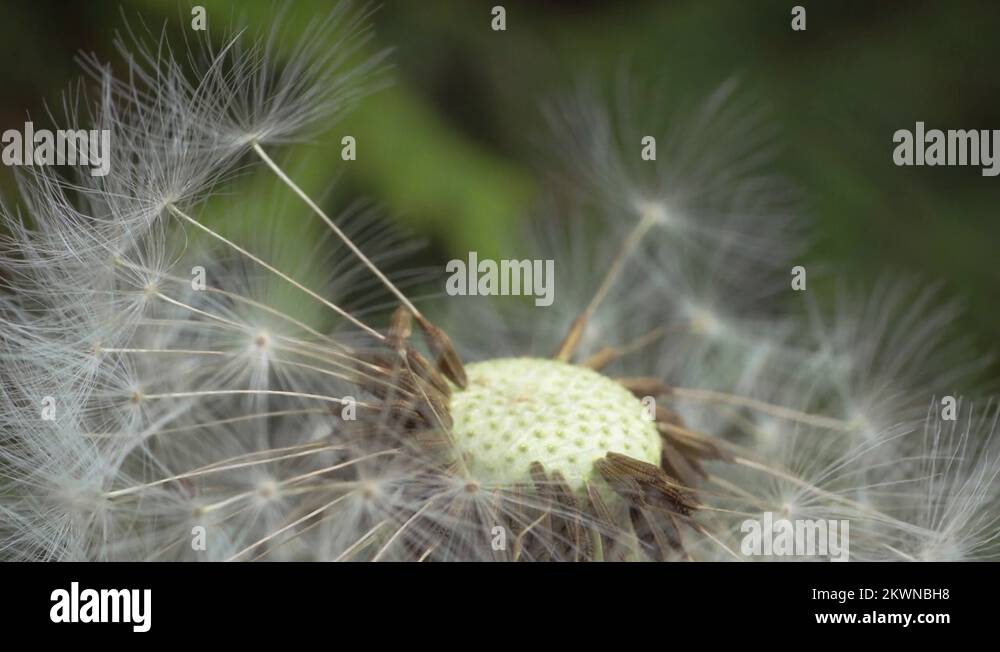 Dandelion life cycle Stock Videos & Footage - HD and 4K Video Clips - Alamy