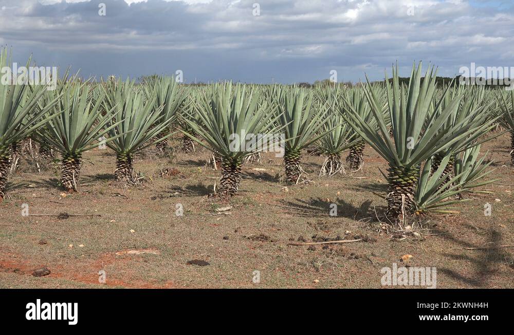 Caribbean fruit production Stock Videos & Footage - HD and 4K Video ...