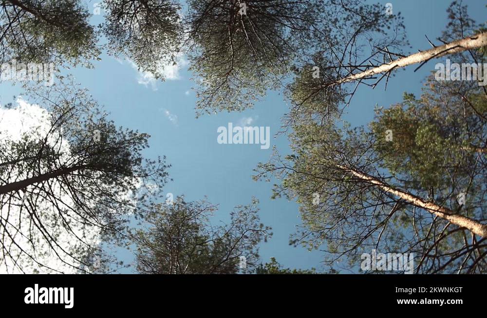 Sky high trees Stock Videos & Footage - HD and 4K Video Clips - Alamy