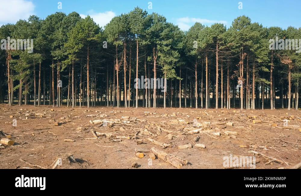 Remaining trees Stock Videos & Footage - HD and 4K Video Clips - Alamy
