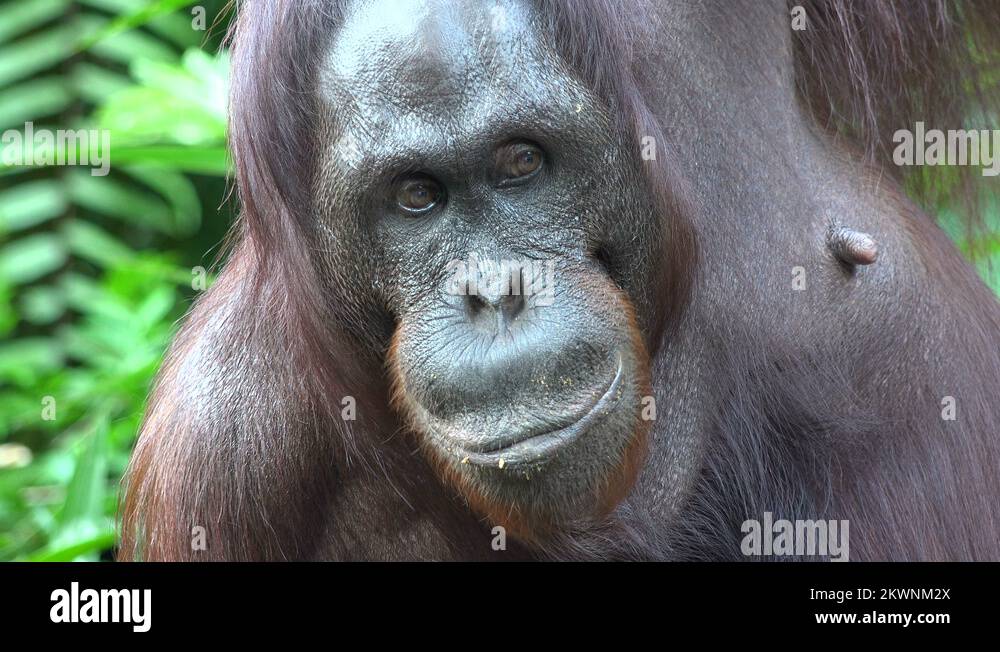 Bornean orangutan face Stock Videos & Footage - HD and 4K Video Clips ...