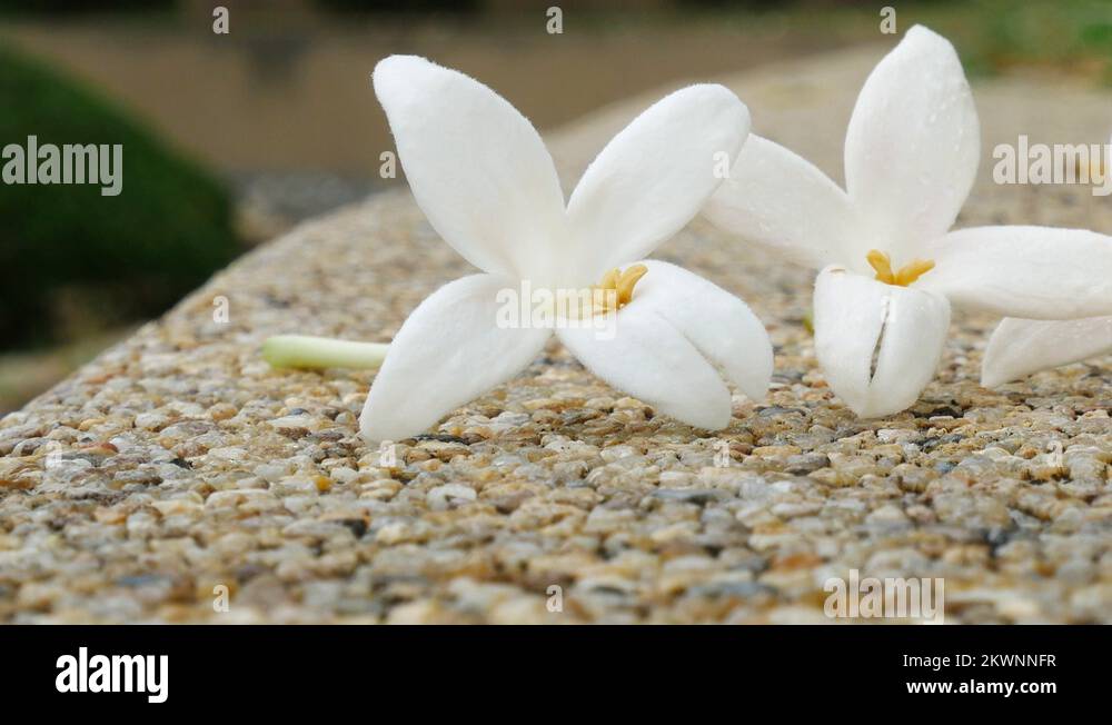Millingtonia hortensis flower Stock Videos & Footage - HD and 4K Video ...