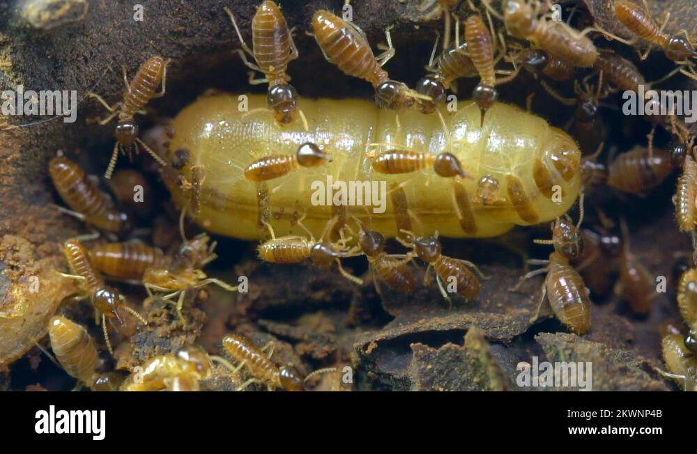 Termite queen eggs Stock Videos & Footage - HD and 4K Video Clips - Alamy