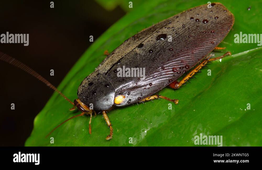 Thorax spots Stock Videos & Footage - HD and 4K Video Clips - Alamy