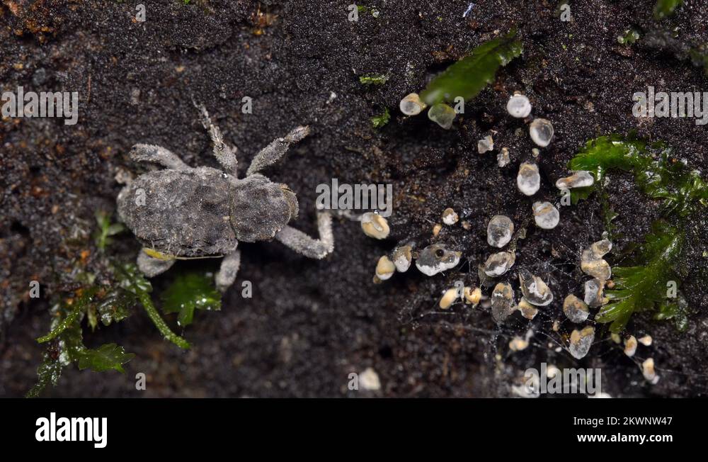 Bizarre fungi Stock Videos & Footage - HD and 4K Video Clips - Alamy