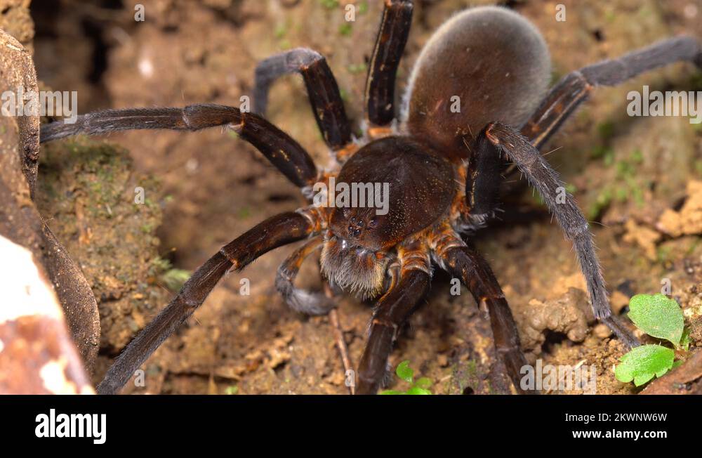 Arachnid of the rainforest Stock Videos & Footage - HD and 4K Video ...