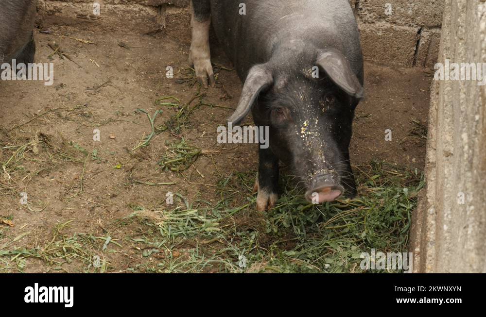 Sus genus Stock Videos & Footage - HD and 4K Video Clips - Alamy