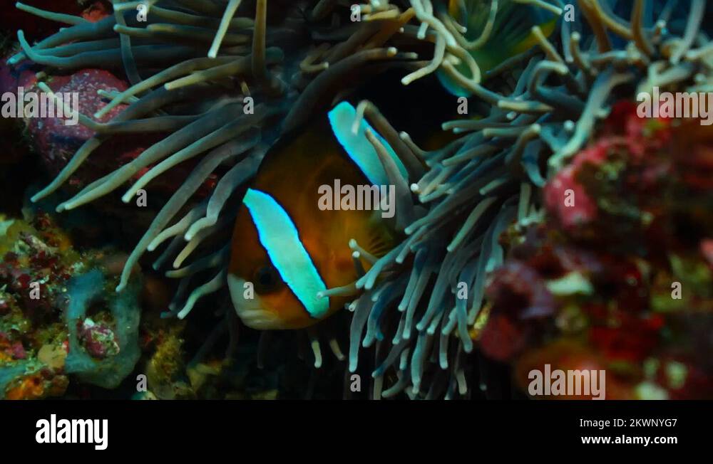 Anemonefish fiji Stock Videos & Footage - HD and 4K Video Clips - Alamy