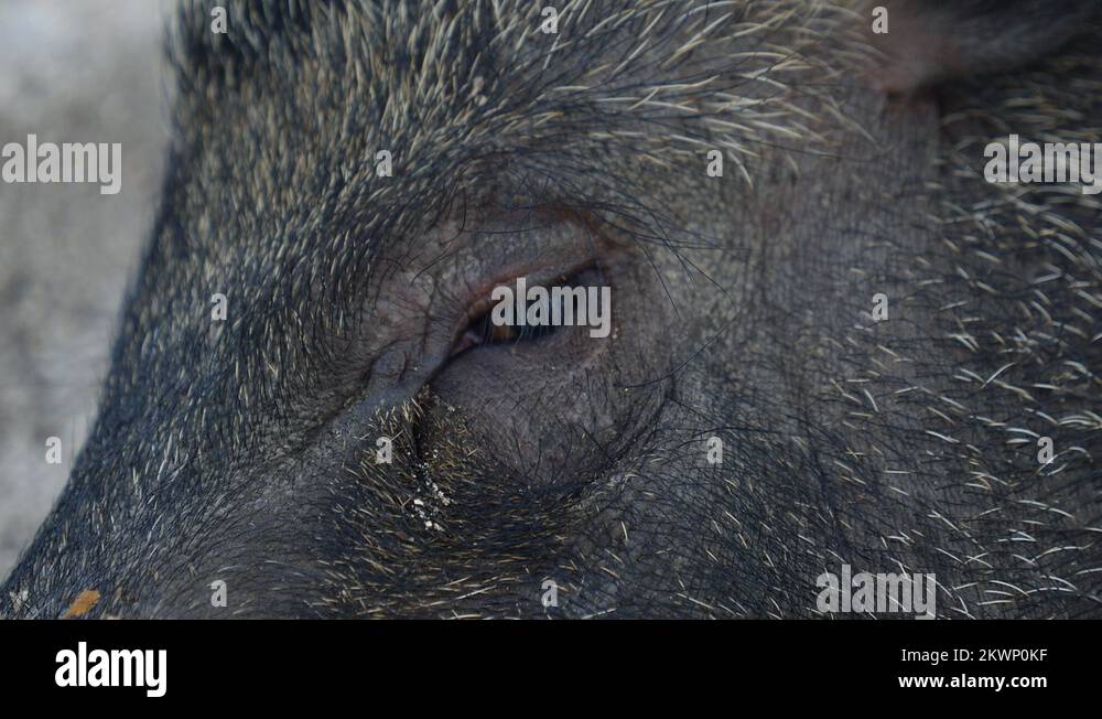 Boar eye Stock Videos & Footage - HD and 4K Video Clips - Alamy