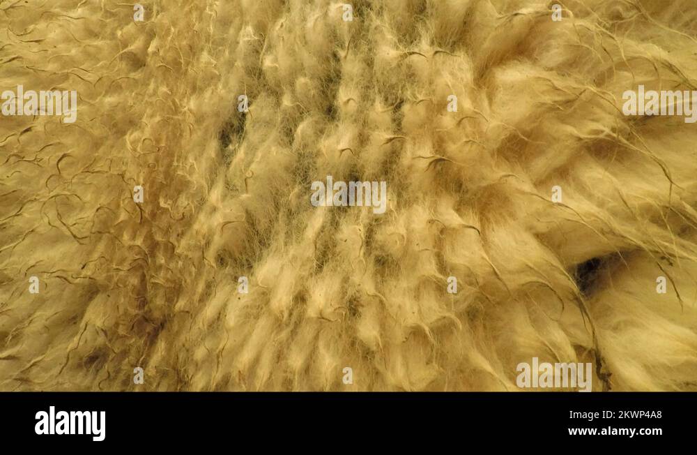 Fiber from sheep Stock Videos & Footage - HD and 4K Video Clips - Alamy