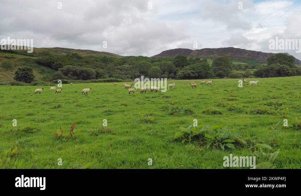 Livestock predator Stock Videos & Footage - HD and 4K Video Clips - Alamy