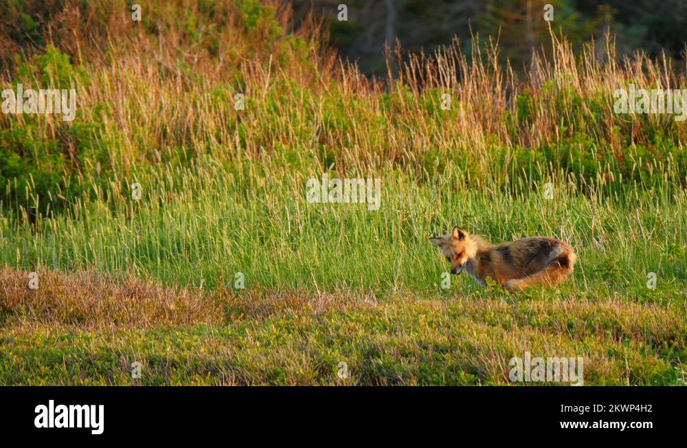 Red fox with mice Stock Videos & Footage - HD and 4K Video Clips - Alamy
