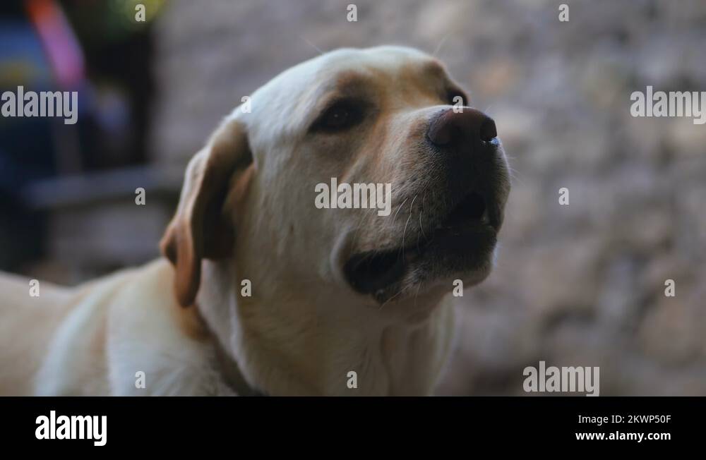 Dog tail wagging motion Stock Videos & Footage - HD and 4K Video Clips ...