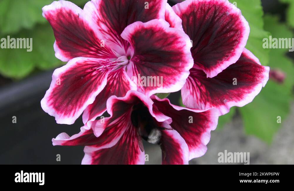 Royal pelargonium flowers - Pelargonium grandiflorum. Geranium flowers ...