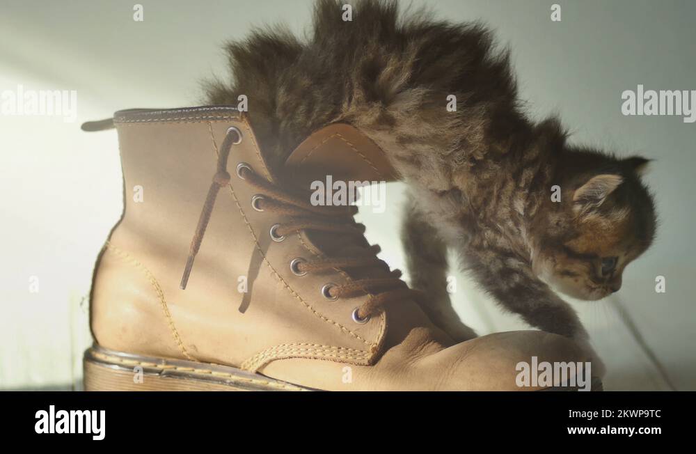 Himalayan tabby Stock Videos & Footage - HD and 4K Video Clips - Alamy