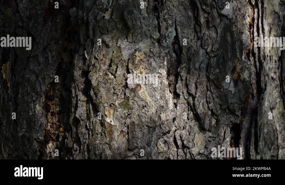 Conifer tree bark Stock Videos & Footage - HD and 4K Video Clips - Alamy