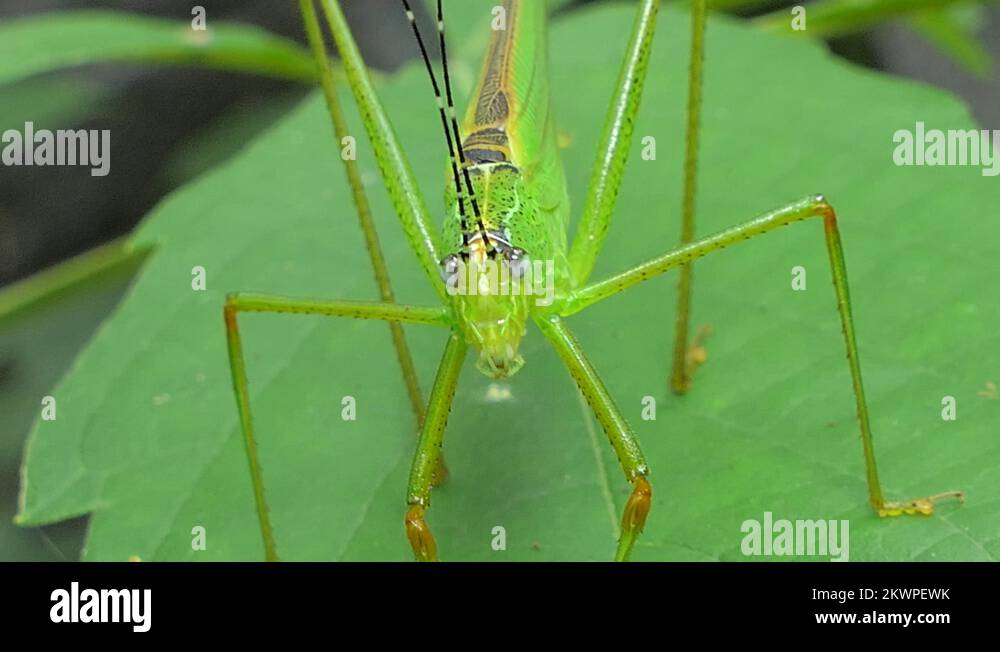 Horned leaf hopper Stock Videos & Footage - HD and 4K Video Clips - Alamy