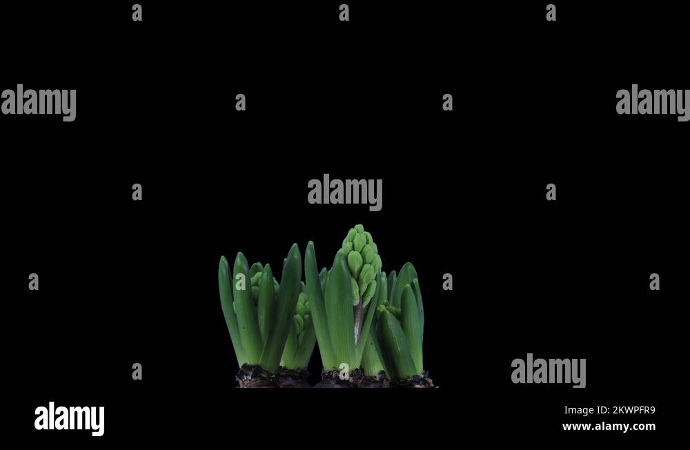Growing and rotating purple hyacinth in RGB + ALPHA matte format Stock ...