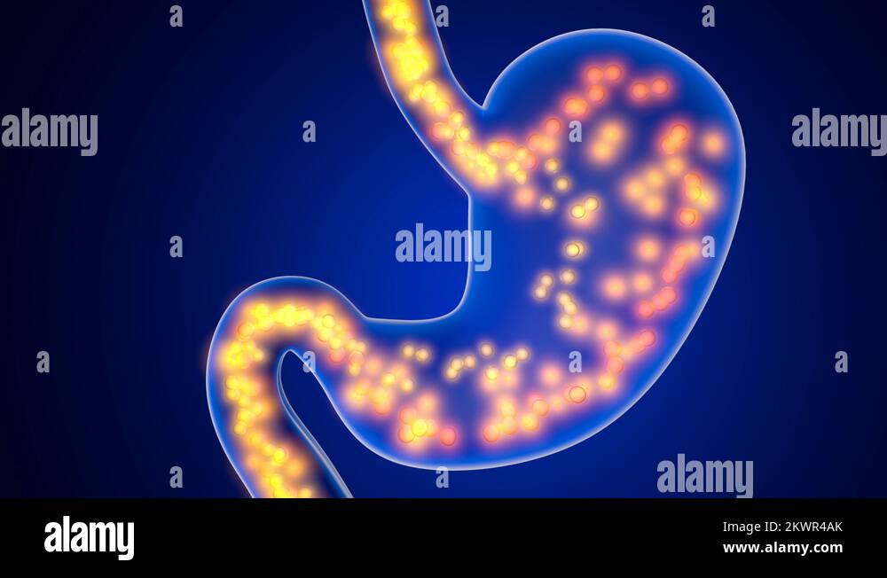Anatomy visualisation of the digestive process in a human stomach Stock ...