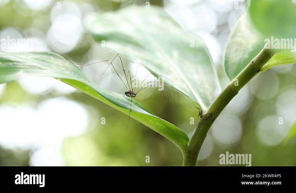 Spider leg Stock Videos & Footage - HD and 4K Video Clips - Alamy