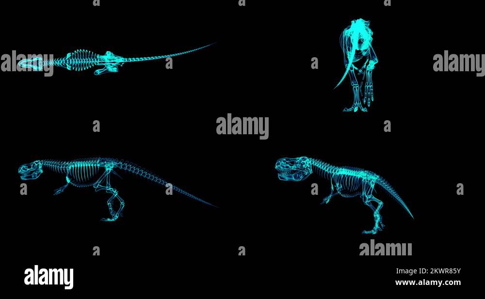 Trex Xray skeleton walking cycle, 3D animation loop, alpha channel ...