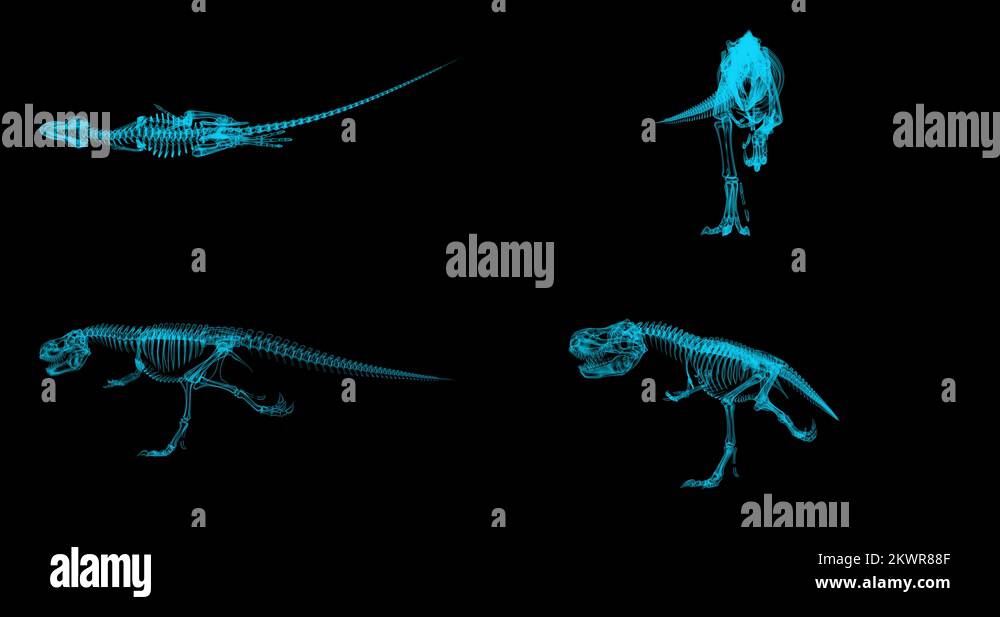 Trex Xray skeleton running cycle, 3D animation slow motion loop, alpha channel Stock Video ...