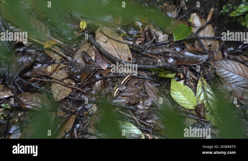Thousand legs Stock Videos & Footage - HD and 4K Video Clips - Alamy
