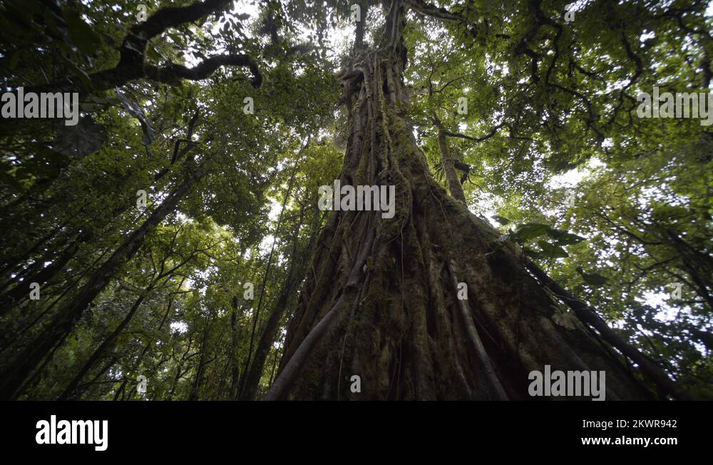 Big tree of jungle Stock Videos & Footage - HD and 4K Video Clips - Alamy