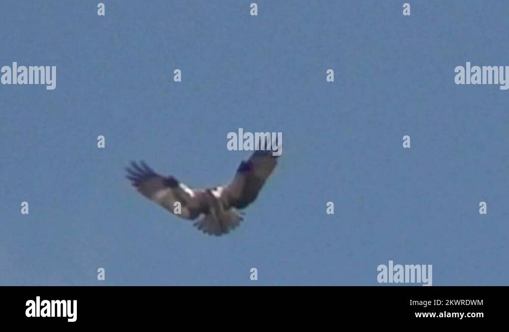 York bird of prey Stock Videos & Footage - HD and 4K Video Clips - Alamy