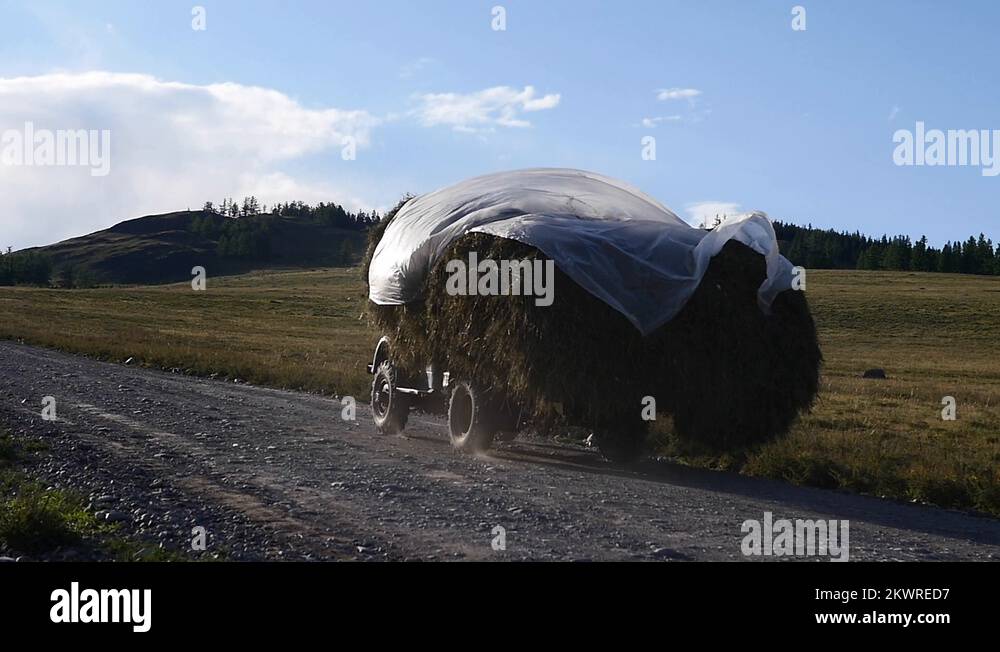 Carrying hay Stock Videos & Footage - HD and 4K Video Clips - Alamy